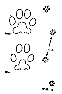Animal Paw Print Identification
